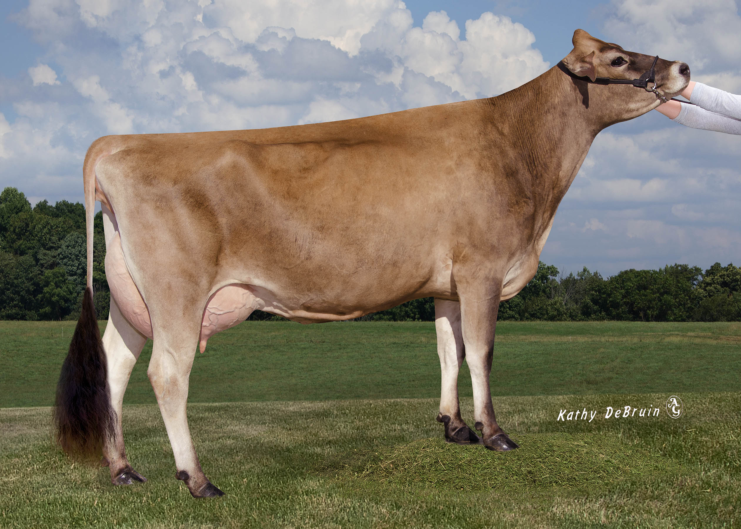 Pine Tree Dairy - IVF Store